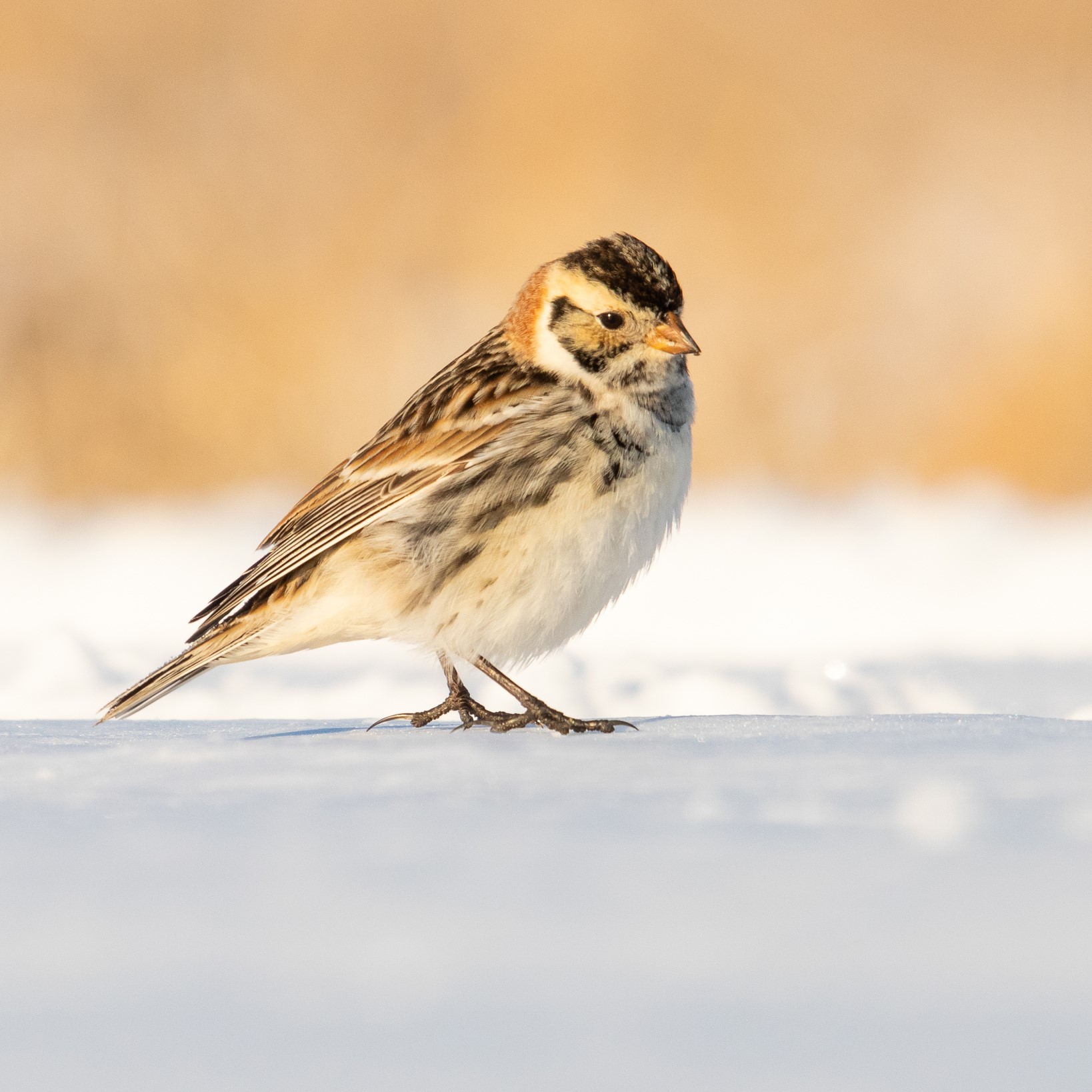 Daniel Redwine Website