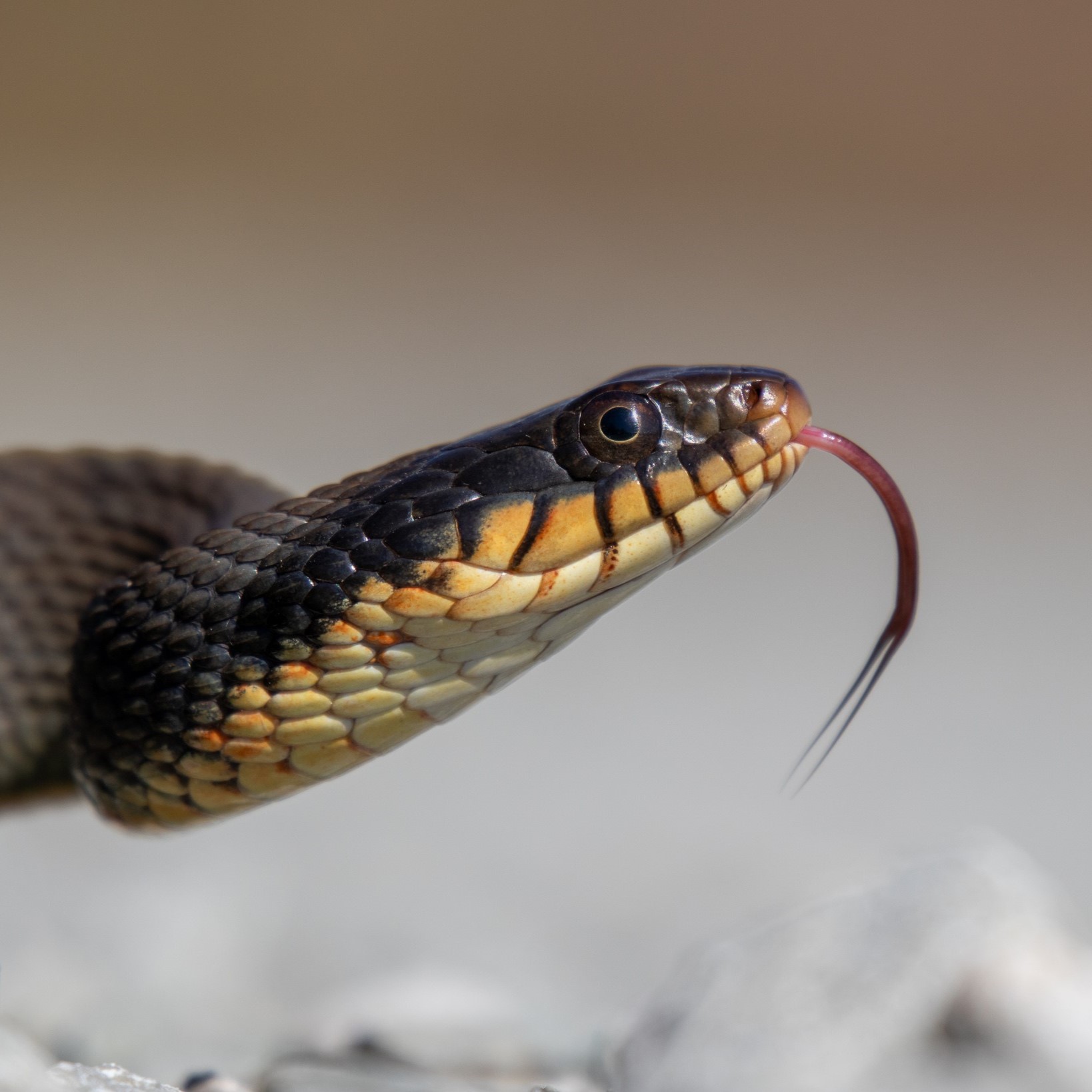 Daniel Redwine Website