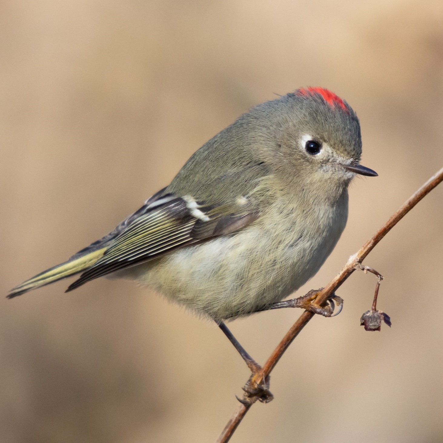 Daniel Redwine Website